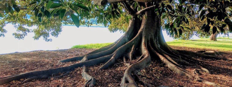 What to Know About Trees and Your Sewer Line